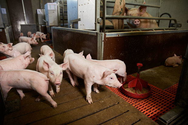 Porcelets : un nouvel aliment pour sécuriser le sevrage - Le Gouessant