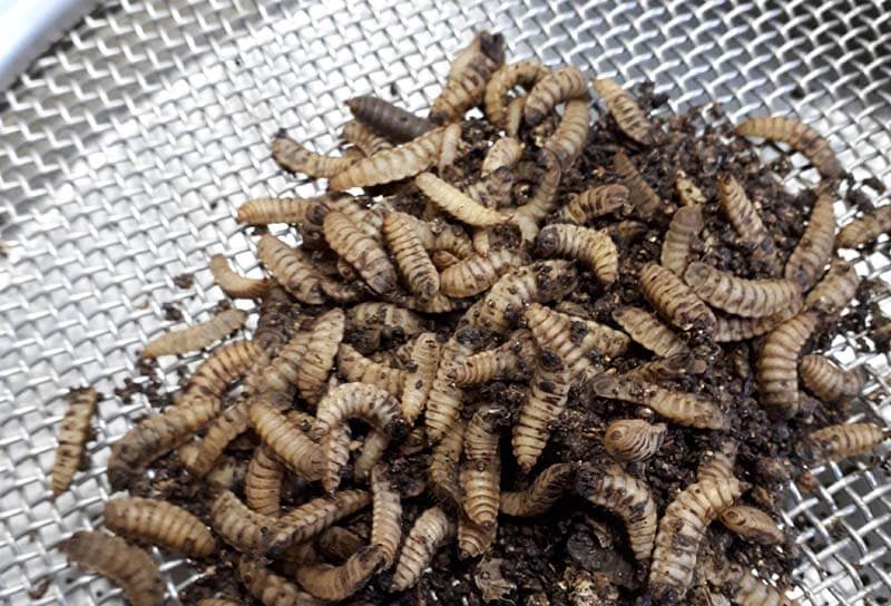 Entomoculture : et si demain, j'élevais des insectes ? - Le Gouessant